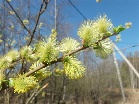 Dark Leaf Willow Salix Myrsinifolia Easyscape Plant Profile