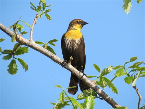 Yellow Headed Blackbird Female By Purplegumdropsyum On Deviantart