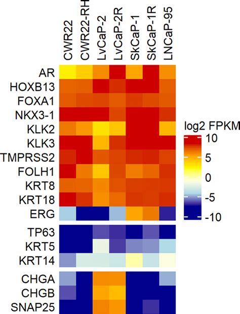 Rna Seq Based Expression Analysis Of A Subset Of Genes Across Pdx