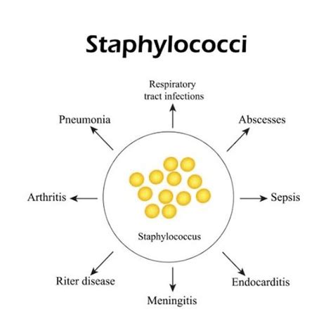 Microbiology Flashcards Quizlet