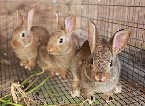 What Does A New Zealand Rabbit Look Like At Donna Champion Blog