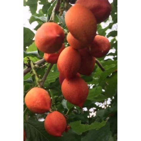 ต้นพีนัทบัตเตอร์หรือต้นเนยถั่วต้นเพาะเมล็ดมีรากแก้วต้นแข็งแรงทนต่อโรคปลูก1ปีติดผล ผลสุกรสหวาน