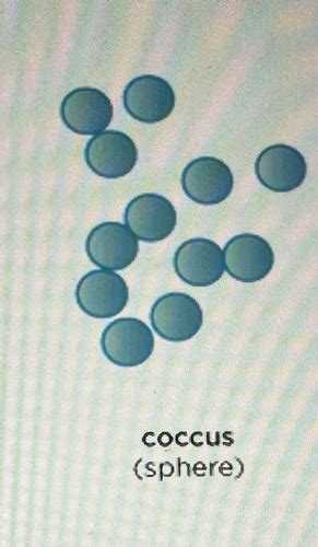 Bacteria Flashcards Quizlet