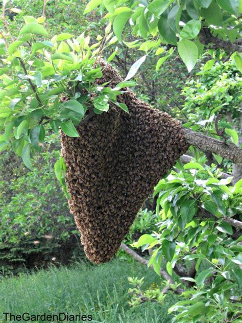 Swarm Stories Capture Or Not Keeping Backyard Bees