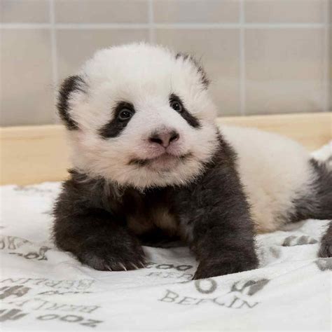 Oshwlab Easyeda Open Source Hardware Lab A Hardware Engineers Circuit Homeland