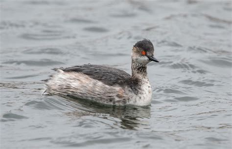 Black Necked Grebe By Mike Tout Birdguides