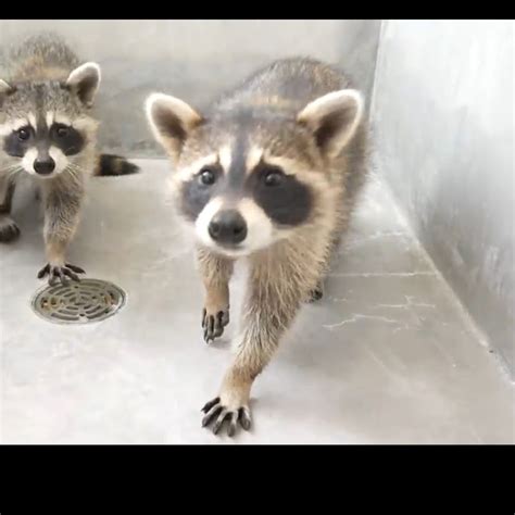 Bear Ellie Ruby Youtube