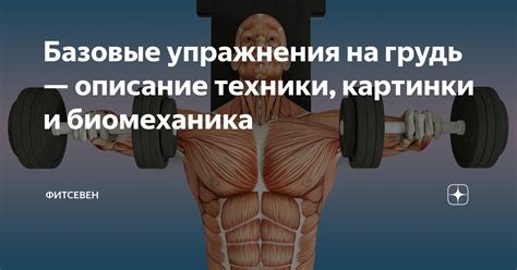 Базовые упражнения на грудь — описание техники картинки и биомеханика Фитсевен Дзен