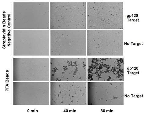 Agglutination Assay For Gp120 Using Pfa Hpq Labeled Streptavidin Beads