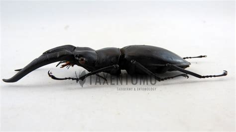 Hexarthrius Mandibularis Sumatranus