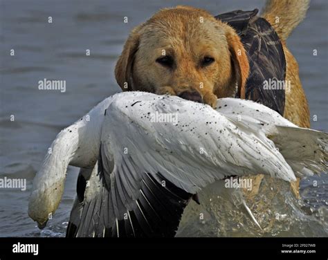Buddy A 2 Year Old Yellow Labrador Owned By Darrel Rerucha Has His