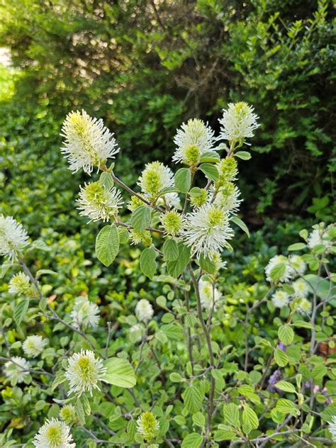 [플가] 포테르길라 가르데니 블루 미스트 Fothergilla Gardenii Blue Mist
