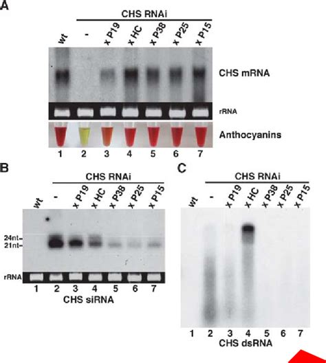 Figure 1 From Probing The Microrna And Small Interfering Rna Pathways With Virus Encoded