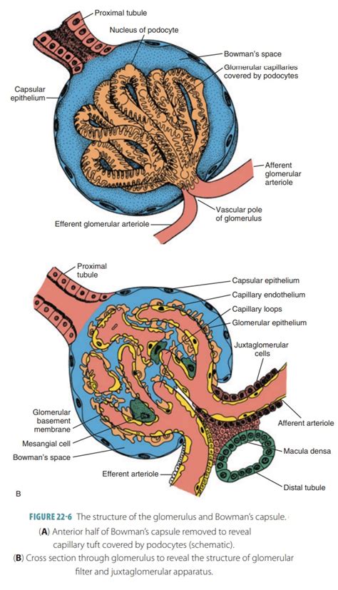 Structure And Function Of The Nephron Isap 100 2014