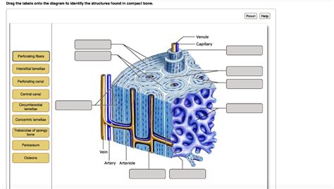 Solved Drag The Labels Onto The Diagram To Identify The Structures Found In Compact Bone Reset