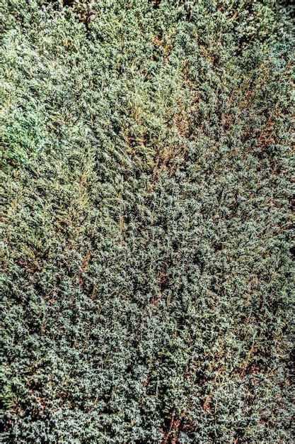 Premium Photo Tree Leaves As Floral Nature Background Texture