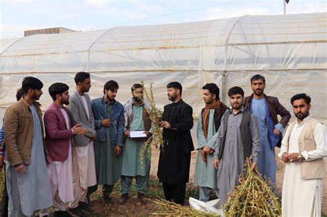 دیتاگیری از نبات کنجد نوع خوشه ای تحت تحقیق در فارم تحقیقاتی وآموزشی