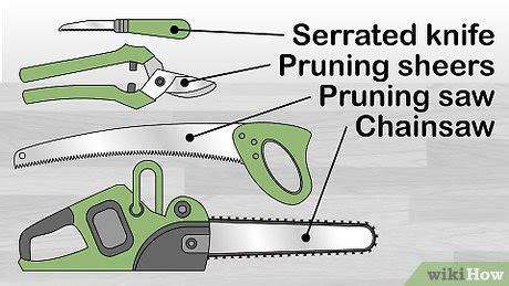 How To Trim A Palm Tree Steps With Pictures WikiHow