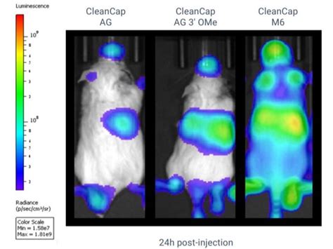 Next Level Ivt All Together Trilink Biotechnologies