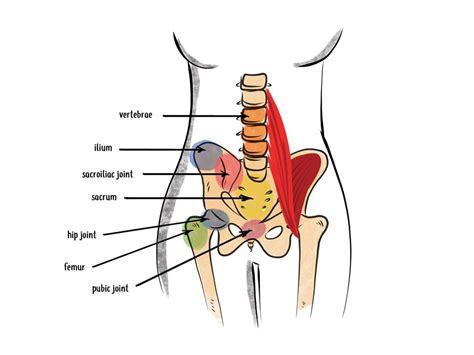 Ultimate Guide To The Iliopsoas What It Does Why It Hurts And What