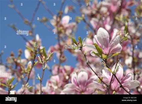 Cherry Blossom Tree Branch Stock Photo Alamy