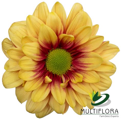 Category Daisy Poms Multiflora