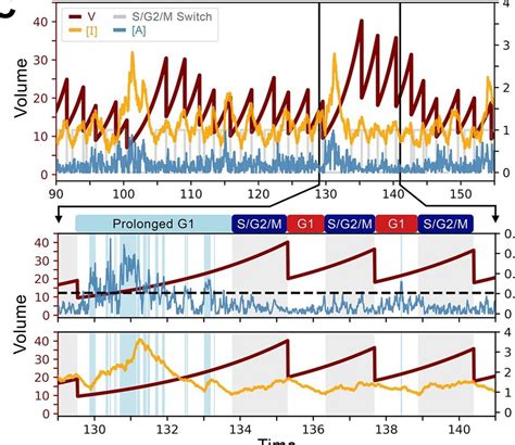 evolving cell size control close to criticality — françois group website
