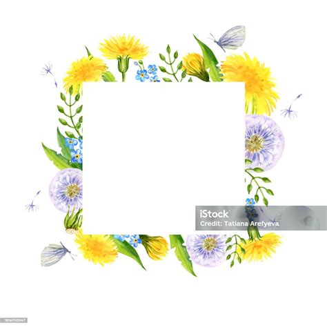 여름 들판 꽃 노란색 민들레와 블로우 볼 나뭇잎 허브 흰색 배경에 나비의 그림을 그리는 수채화 사각형 프레임 0명에 대한 스톡 벡터 아트 및 기타 이미지 Istock
