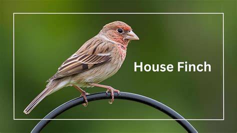 House Finch Identification Behavior And Habitat