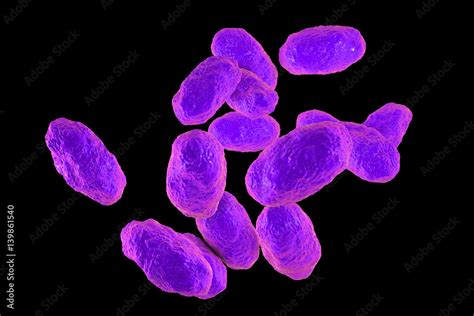 Gram Negative Coccobacillus