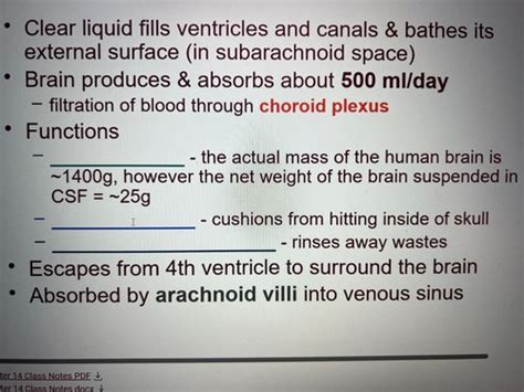 Brain And Cranial Nerves Flashcards Quizlet