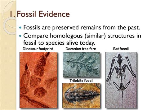 Unit 1 Evolution Lesson 4 Evidence Of Evolution Ppt Download