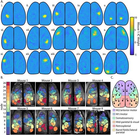 Spatial Segmentation Of The Dorsal Cerebral Cortex Using Sica A Download Scientific Diagram