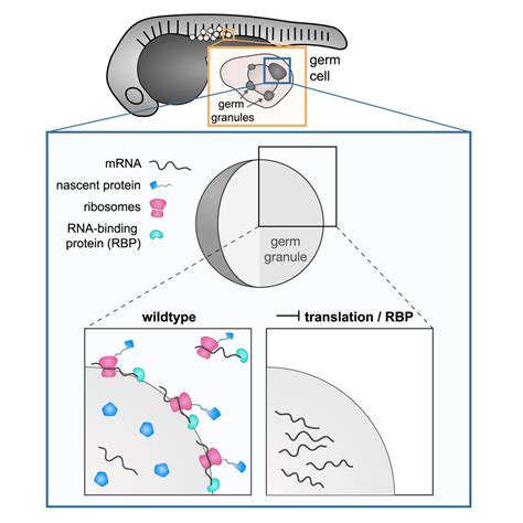 Spatial Organization And Function Of Rna Molecules Within Phase Separated Condensates In