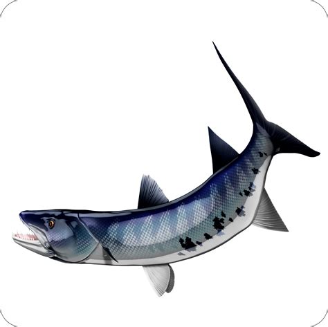 Barracuda Digital Fish Art