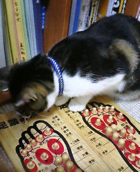あしうらマッサージ チーボーのとほほな日常