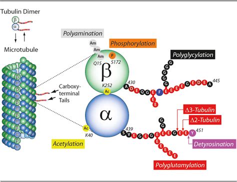 Microtubules Post Translational Modifications Of Tubulins And