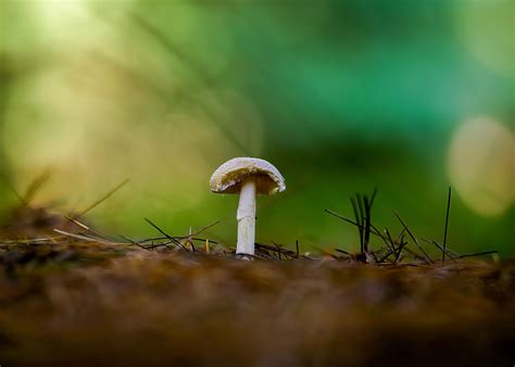 Muchomor Sromotnikowy Amanita Phalloides Zielony Król Trucizn W Polskich Lasach