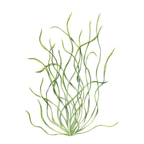 110 Sea Grass Drawing Stock Illustrations Royalty Free Vector