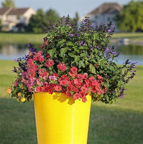 Salvia Plants Growing And Caring For Ornamental Sages Garden Design Salvia Plants Growing And Caring For Ornamental Sages Garden Design