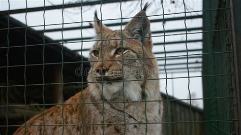 Eurasian Lynx Lynx Lynx Behind Cage Grid Looking Around Stock Video