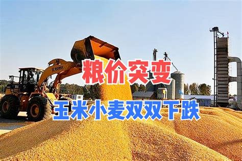 糧市突變，玉米、小麥雙雙下跌！糧價將迎來「下跌潮」？ 每日頭條