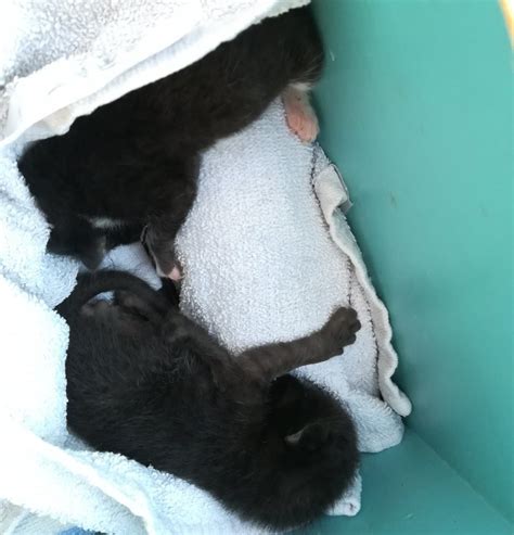 Φίλοι ζώων Παπάγου Χολαργού ΛΟΥΚΙΑ 💥στειρωμενη 💥εμβολιασμενη💥βιβλ Υγειας 🐕⚘Η Λουκία είναι