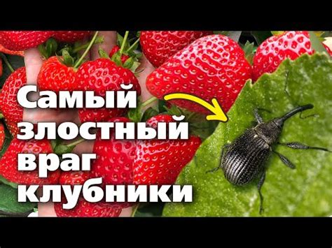 Как избавиться от докучливого малинно-земляничного долгоносика? (+видео ...