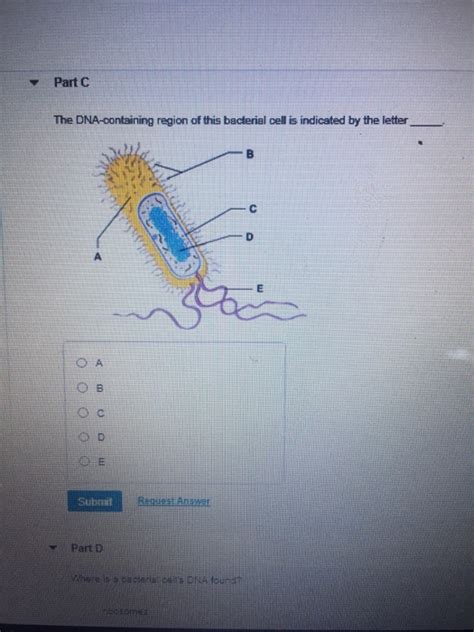 Solved Partc The Dna Containing Region Of This Bacterial