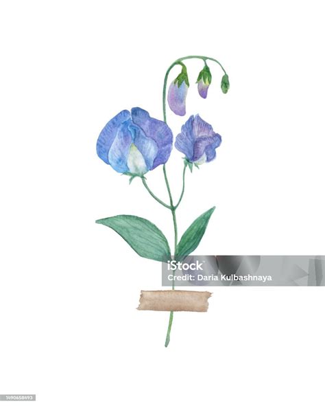 Sweet Pea 식물 수채화 아트 프린트 섬세한 달콤한 완두콩 꽃 예술 꽃 그림 흰색 배경에 식물 삽화 꽃 식물에 대한 스톡 벡터 아트 및 기타 이미지 Istock