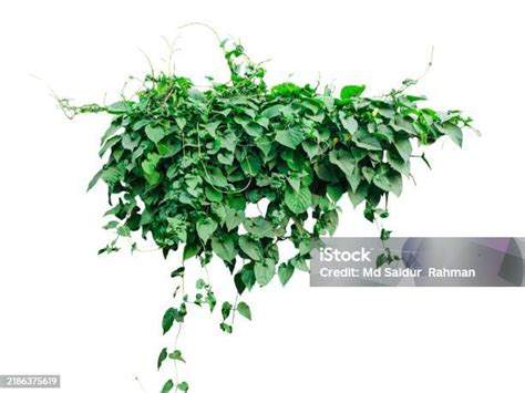 이식 배경에 녹색 덩굴 잎 덤불과 식물 Png 배경에 녹색 담쟁이 잎 프레임 Png 배경에 고립 된 잎과 매달린 녹색 덩굴 담쟁이 덩굴 0명에 대한 스톡 사진 및 기타