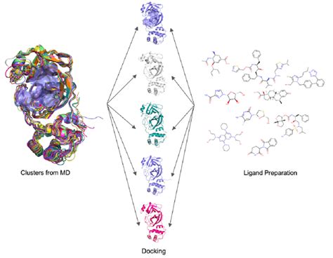 Ensemble Docking Strategy Aims At Simulating The Flexibility Of A Download Scientific Diagram