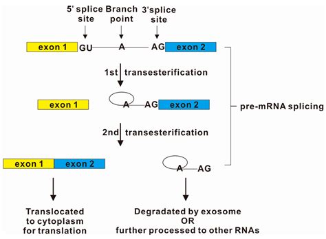 Ijms Free Full Text Coupling And Coordination In Gene Expression Processes With Pre Mrna