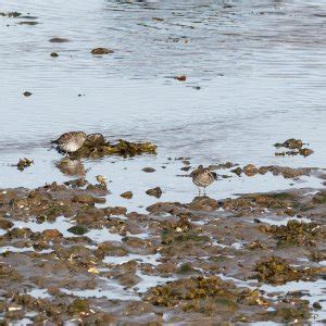 Purple Sandpipers Birdforum